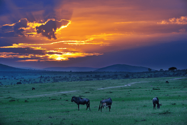 Circuit Savane et Mer au Royaume de Simba, Kenya avec Voyages Leclerc ...