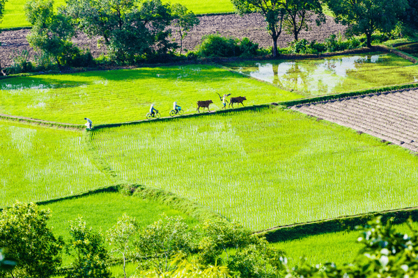 Circuit Cochinchine : Du Vietnam au Cambodge, Cambodge, Vietnam avec ...