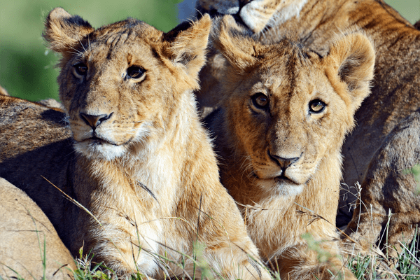 Circuit Savane et Sable au Royaume de Simba Kenya