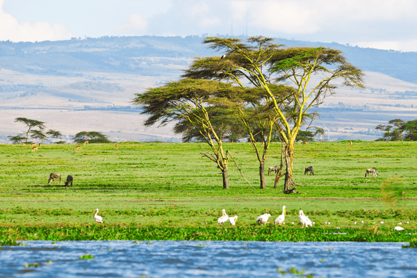 Circuit Savane et Mer au Royaume de Simba, Kenya avec Voyages Leclerc ...