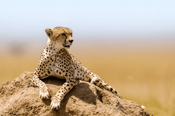 Circuit Terres Sauvages de Tanzanie en Lodges Charme & Luxe - WellWorth ...